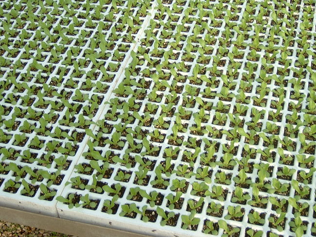 El GRUPO POLIEX se incorpora a IBIAE – IBIAE